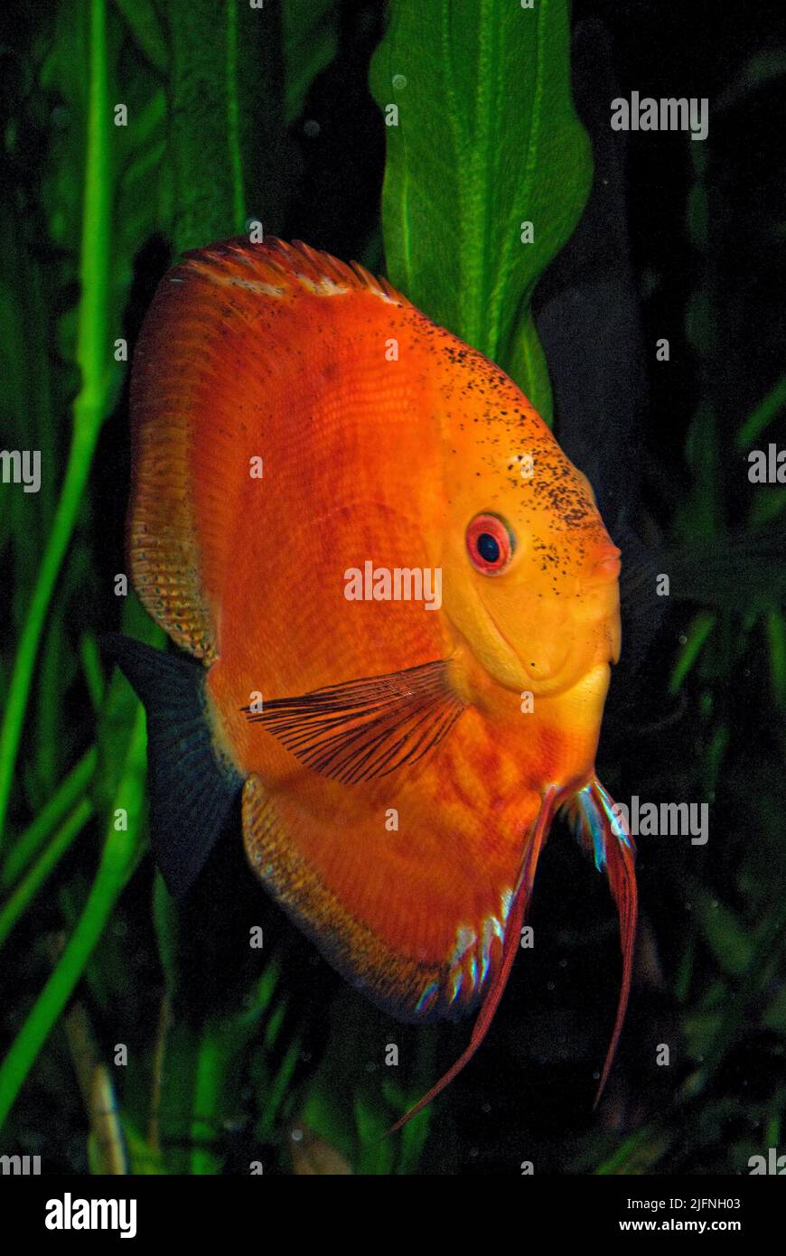 Diskusfisk hi-res stock photography and images - Alamy
