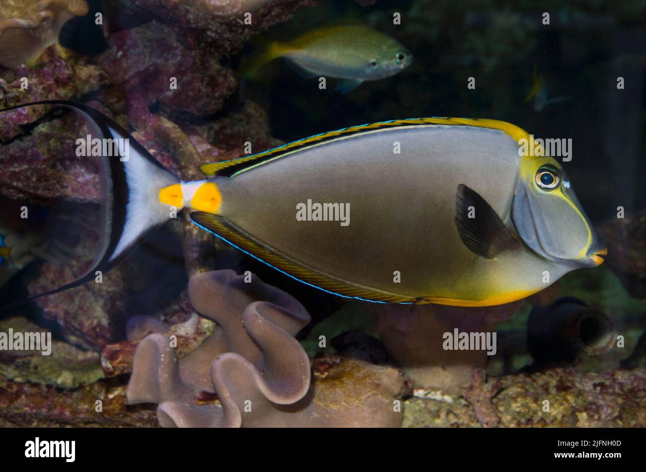 Lipstick Tang, Naso lituratus Stock Photo - Alamy