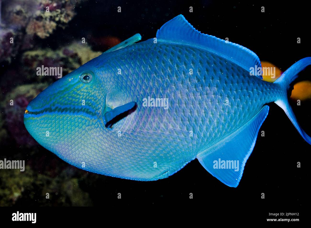 Redtooth Triggerfish, Odonus niger Stock Photo - Alamy