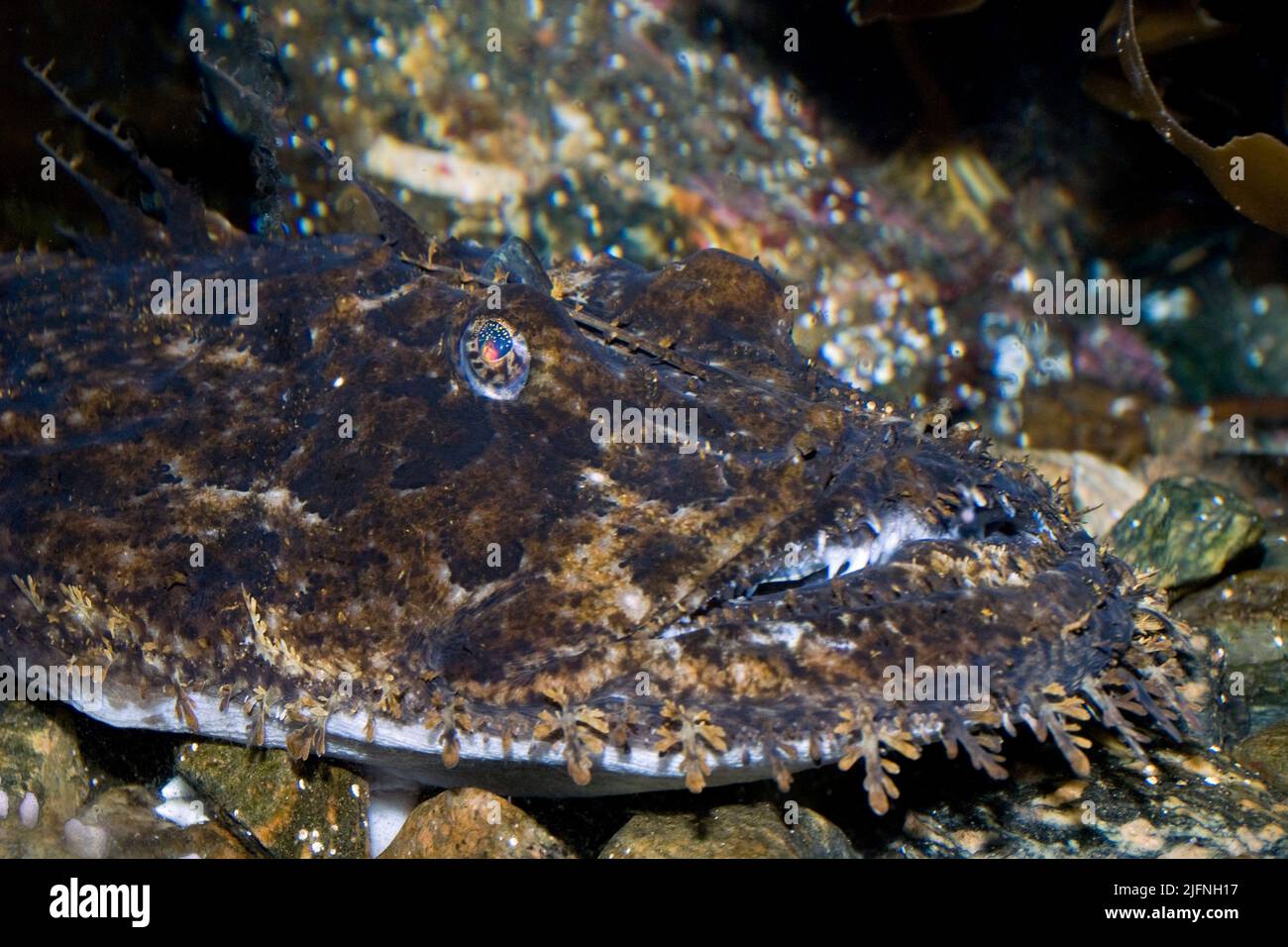 Monkfish, Lophius piscatorius Stock Photo - Alamy