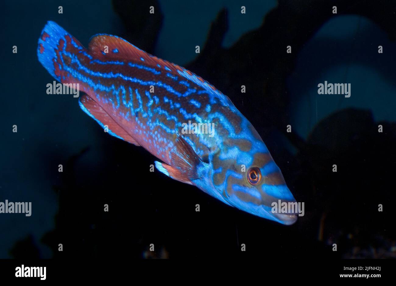 Cuckoo Wrasse, Labrus bimaculatus, male Stock Photo - Alamy