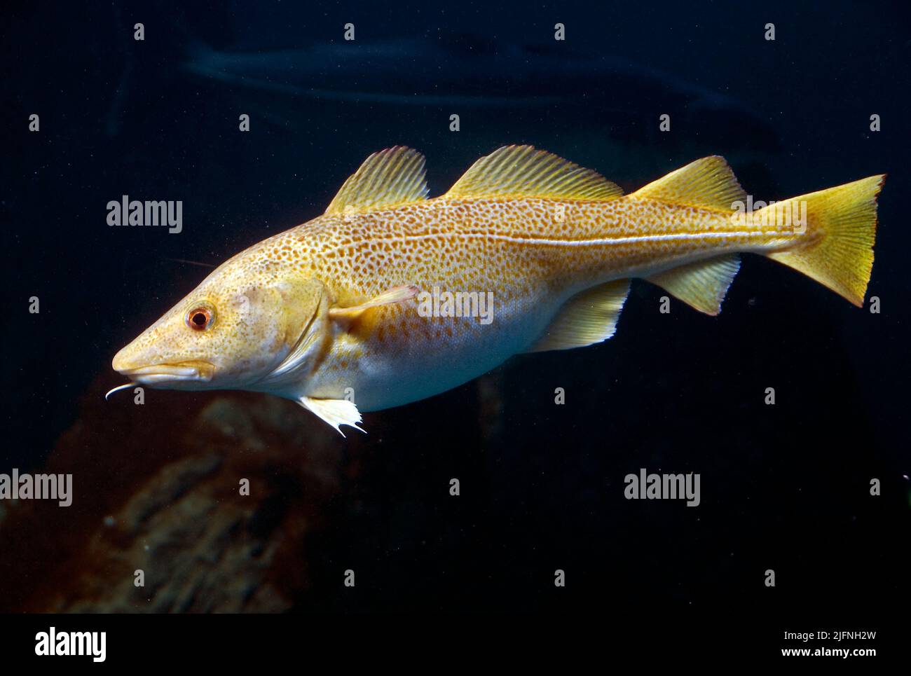 Atlantic Cod, Gadus morhua Stock Photo - Alamy