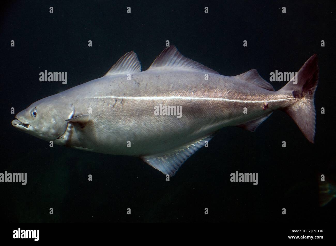 Pollachius virens hi-res stock photography and images - Alamy