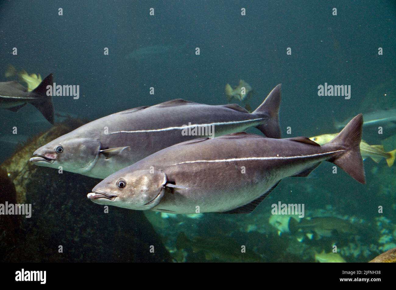 Pollachius pollachius hi-res stock photography and images - Alamy