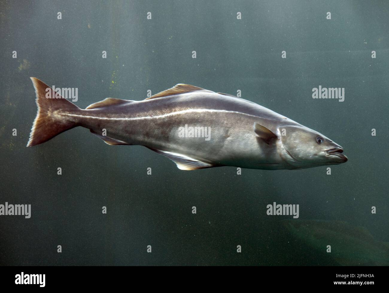 Polloch hi-res stock photography and images - Alamy