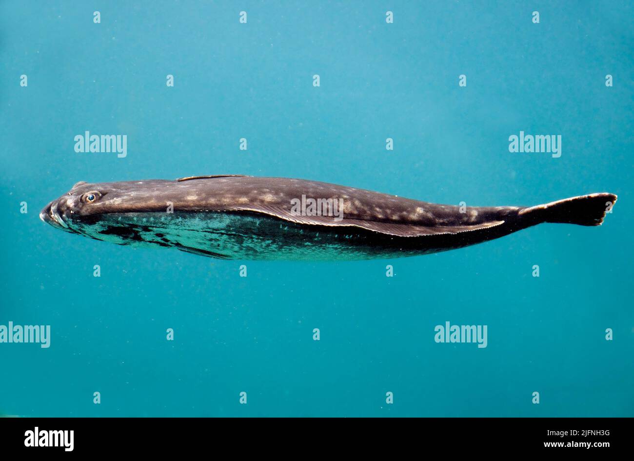 Atlantic Halibut, Hippoglossus hippoglossus Stock Photo - Alamy