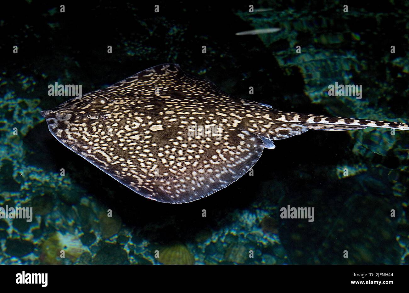 Raya clavata hi-res stock photography and images - Alamy