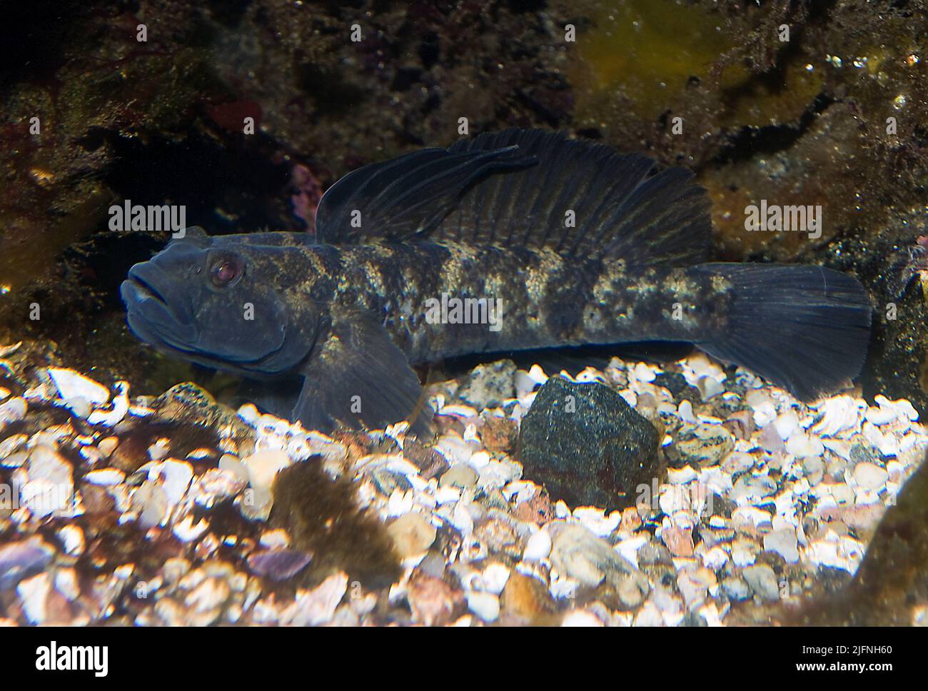 Black Goby, Gobius niger Stock Photo - Alamy