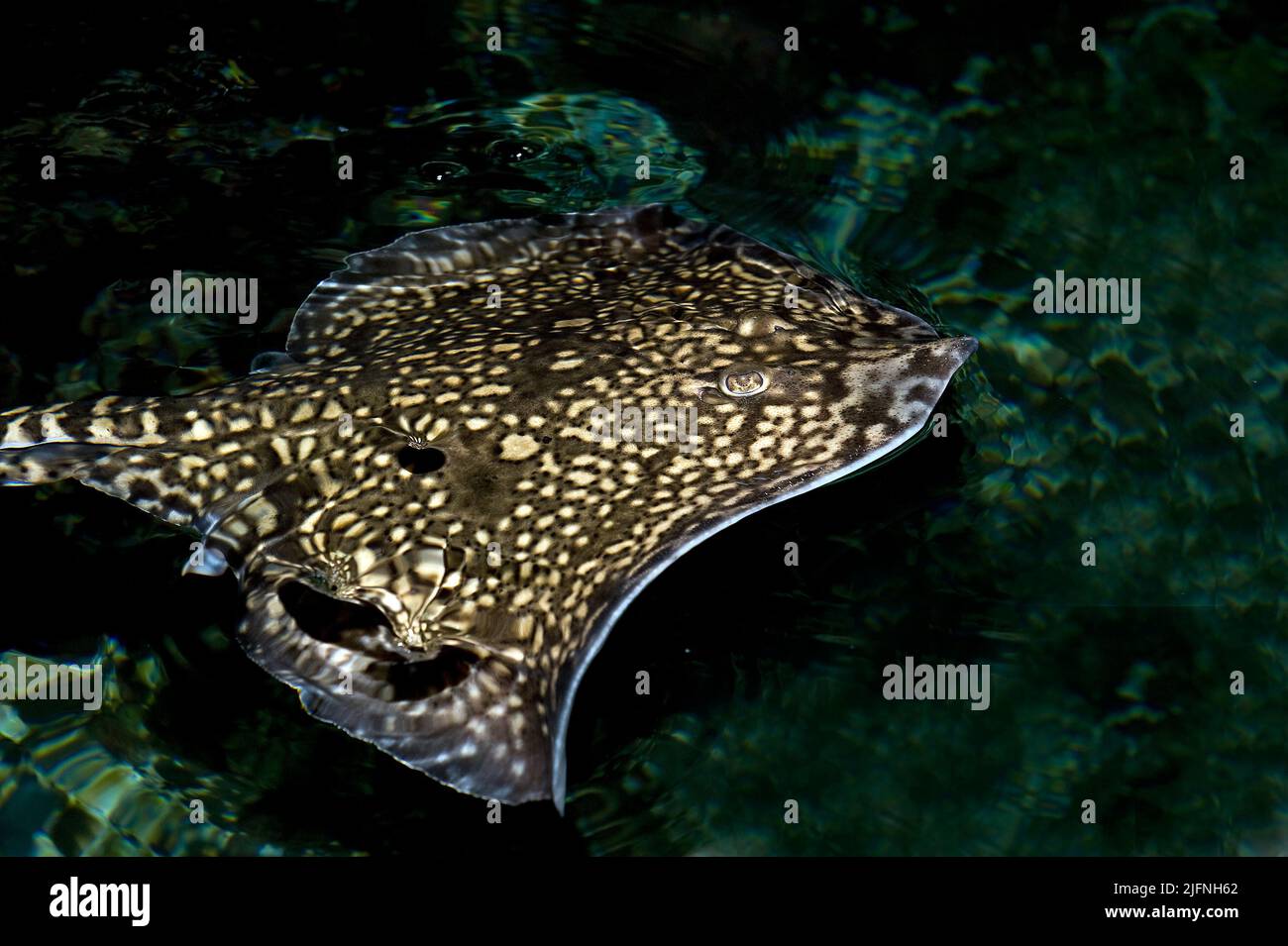 Thornback rays hi-res stock photography and images - Alamy