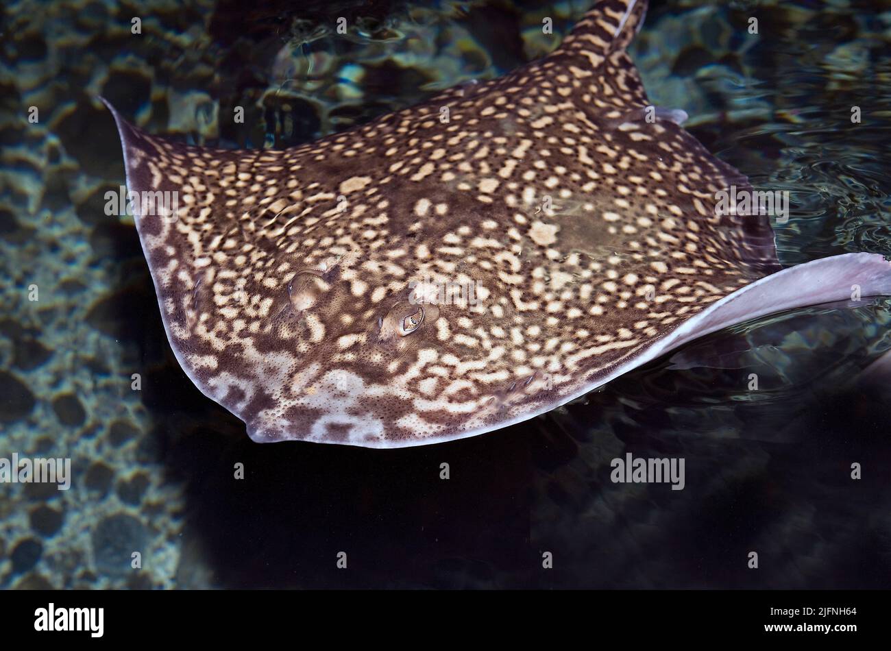 Raya clavata hi-res stock photography and images - Alamy