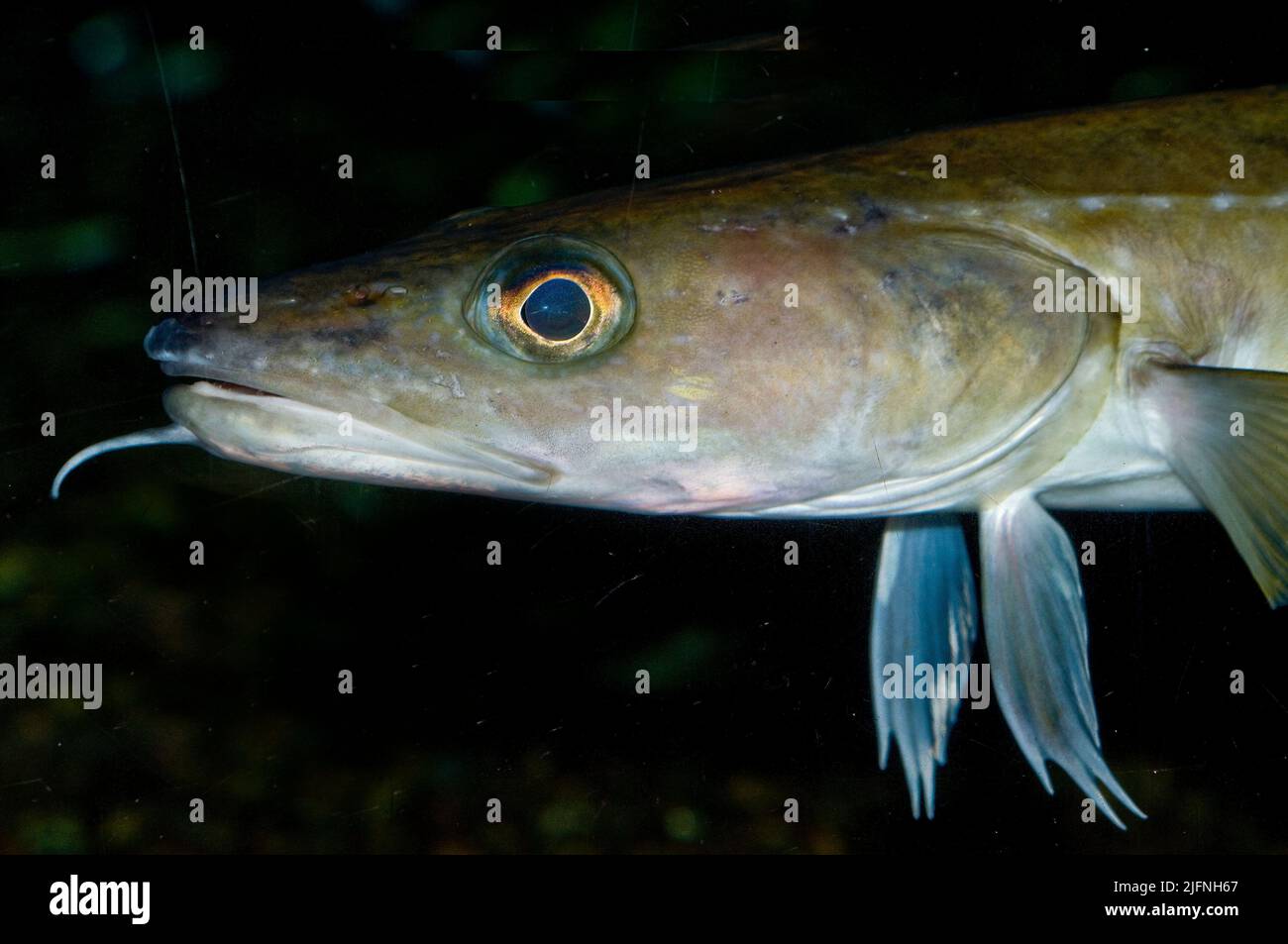 Common ling (Molva molva Stock Photo - Alamy