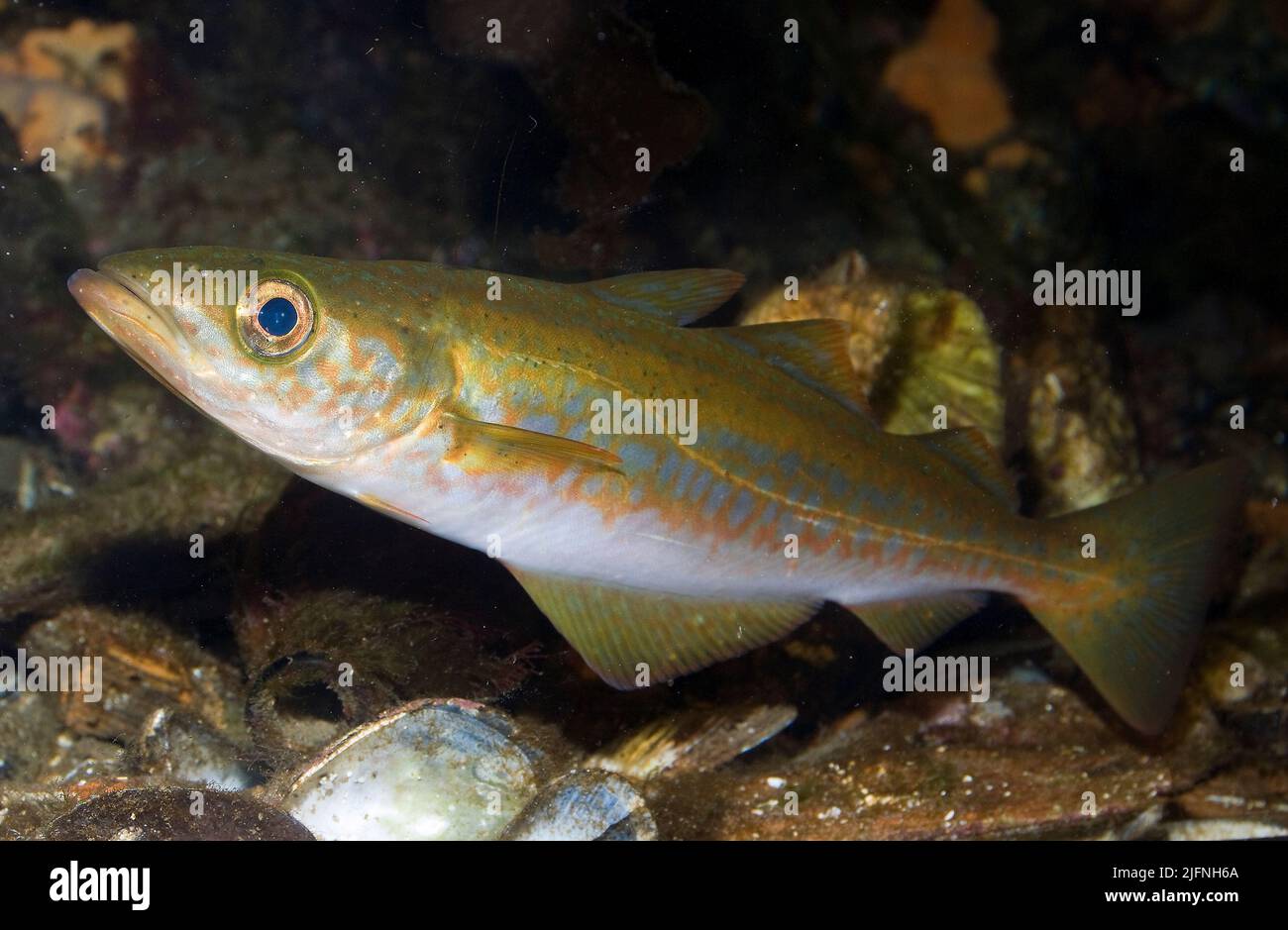 Pollack, Pollachius pollachius Stock Photo - Alamy