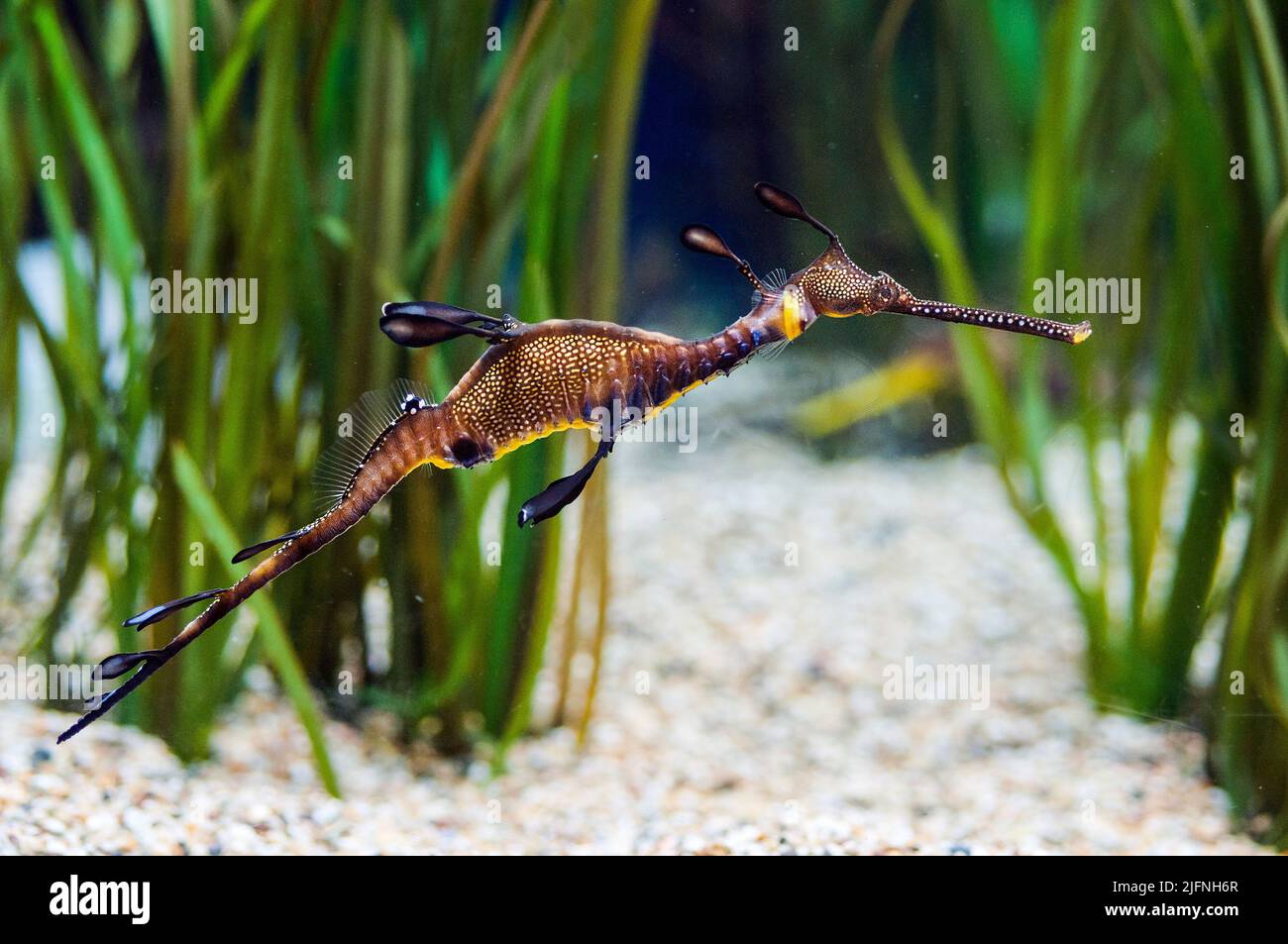 Weedy seadragon hi-res stock photography and images - Alamy