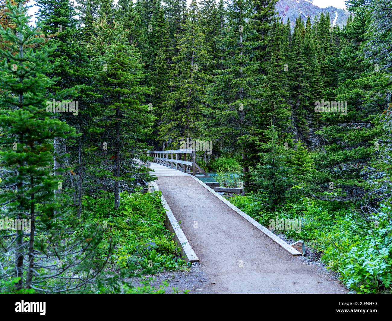 Wilderness trail in a thick forest leading over a river Stock Photo - Alamy