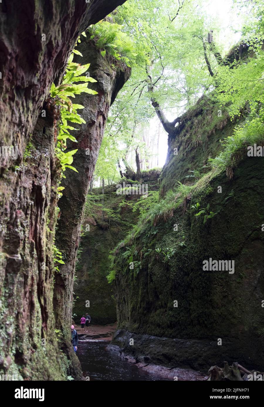 The Devil's Pulpit gorge in Finnich Glen, Killearn, Stirlingshire ...