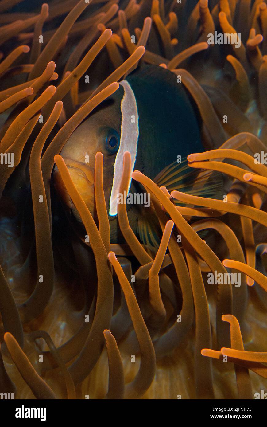 Tomato Anemonefish (Amphiprion frenatus) among the tentacles of the ...