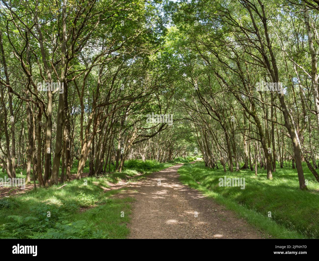 View down a horse track through an avenue of trees in Windsor Great ...