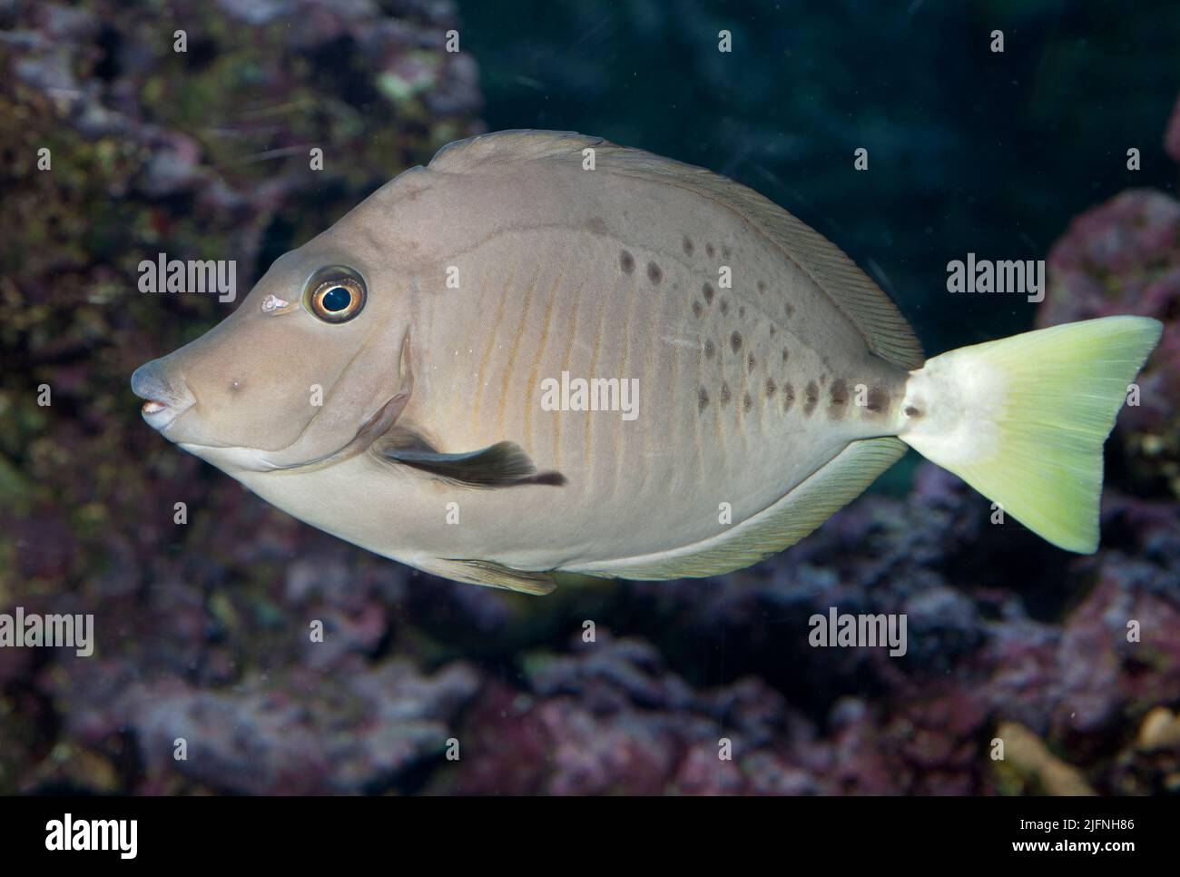Sixplate sawtail, Prionurus microlepidotus (juvenile Stock Photo - Alamy