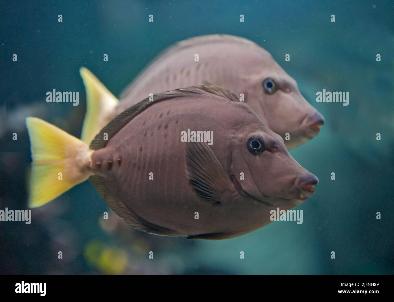 Pair of Sixplate sawtail, Prionurus microlepidotus (juveniles Stock ...