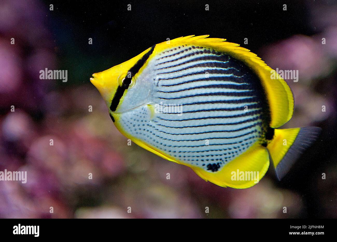 Black-backed Butterflyfish, Chaetodon melannotus Stock Photo - Alamy