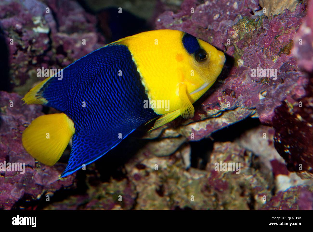 Bicolor angelfish, Centropyge bicolor Stock Photo - Alamy