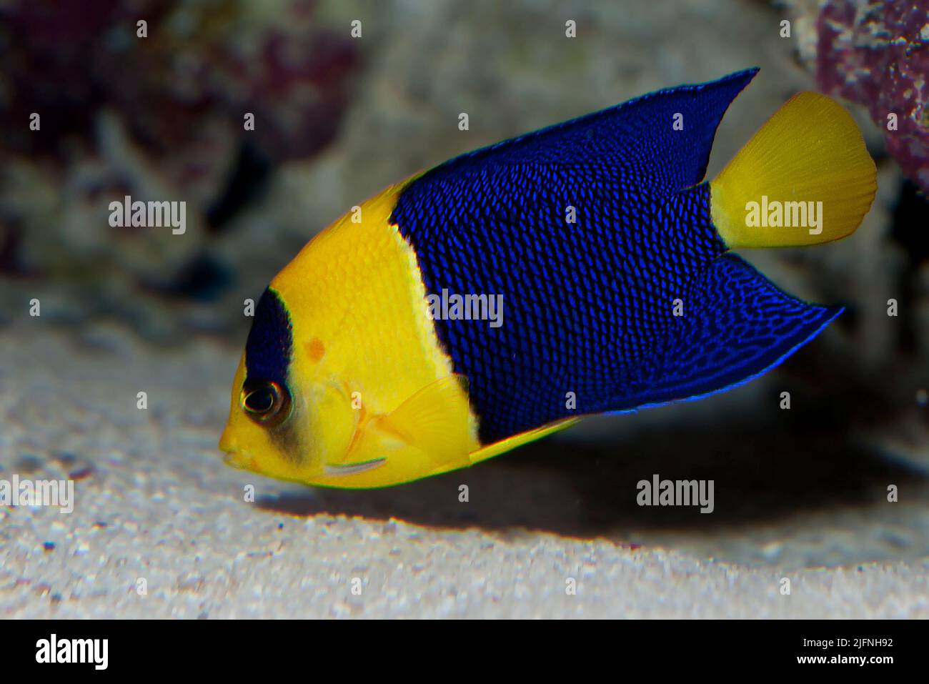 Bicolor angelfish, Centropyge bicolor Stock Photo - Alamy