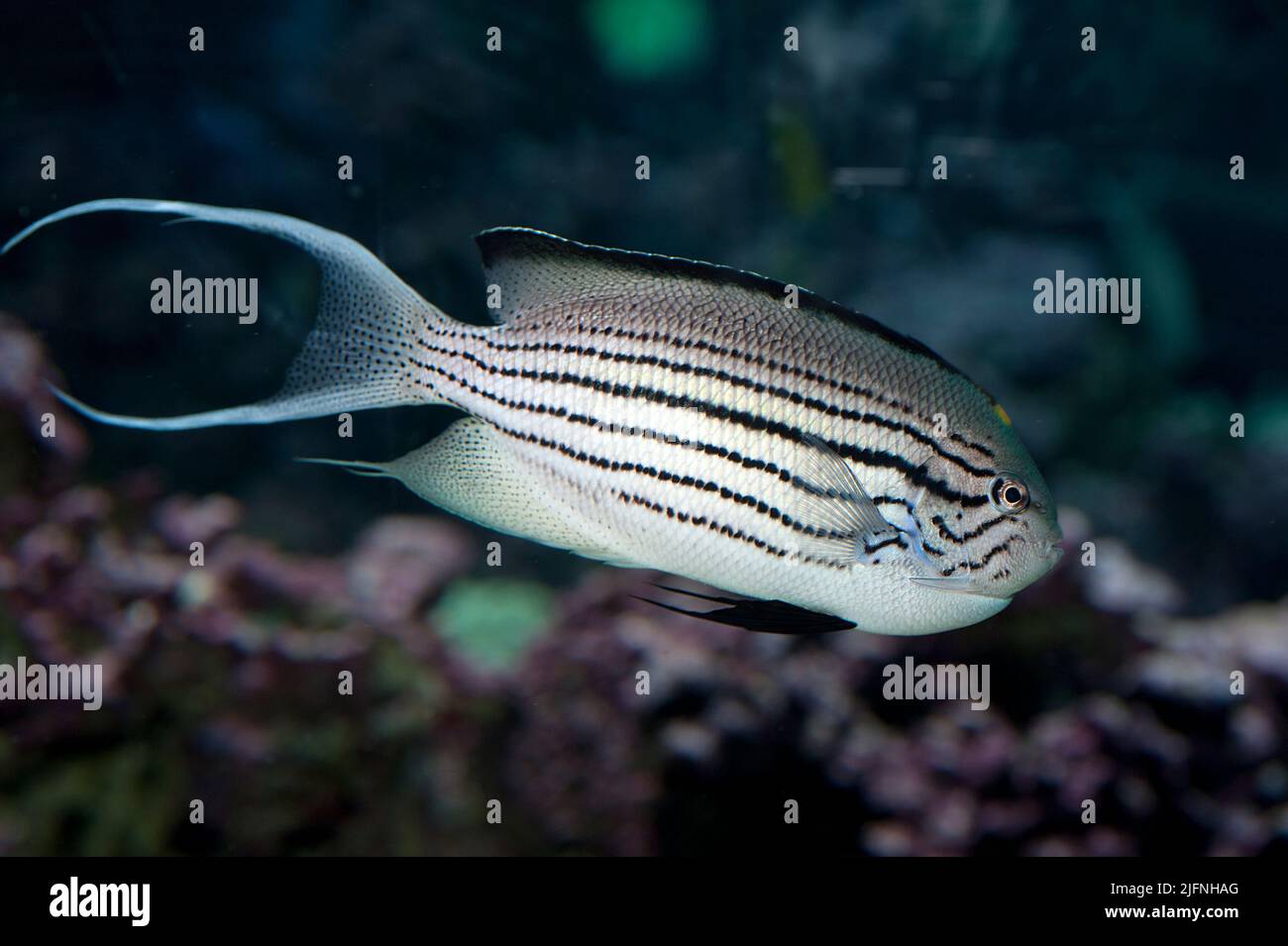 Lamarck Angelfish Genicanthus Lamarck M