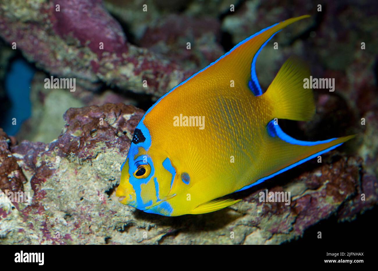 Queen Angelfish, Holacanthus ciliaris Stock Photo - Alamy