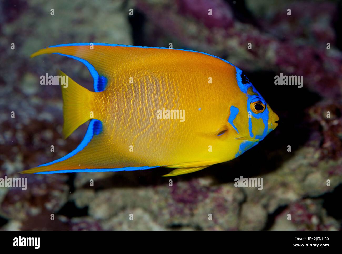 Queen angelfishes hi-res stock photography and images - Alamy