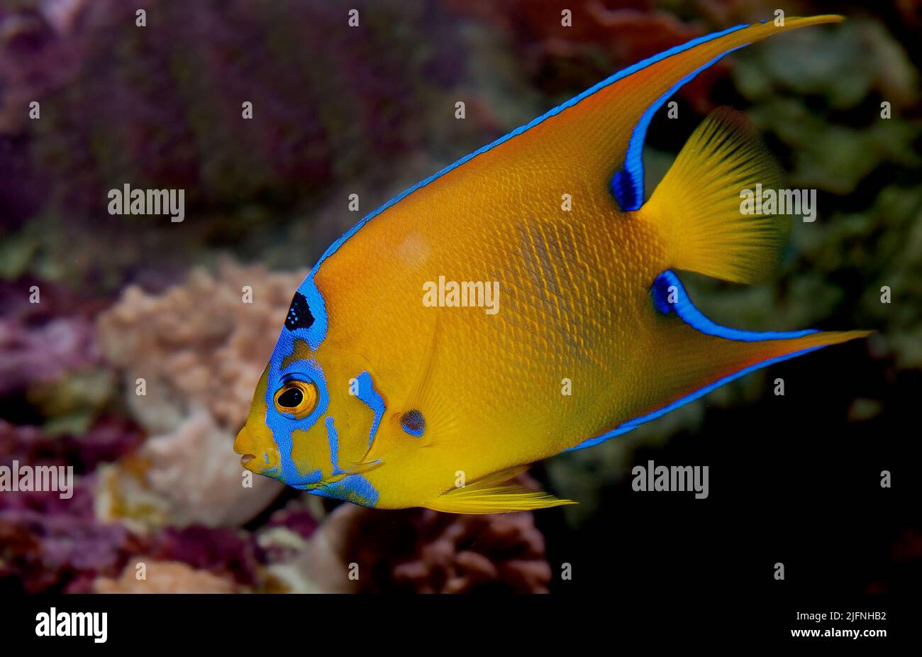 Queen angelfishes hi-res stock photography and images - Alamy