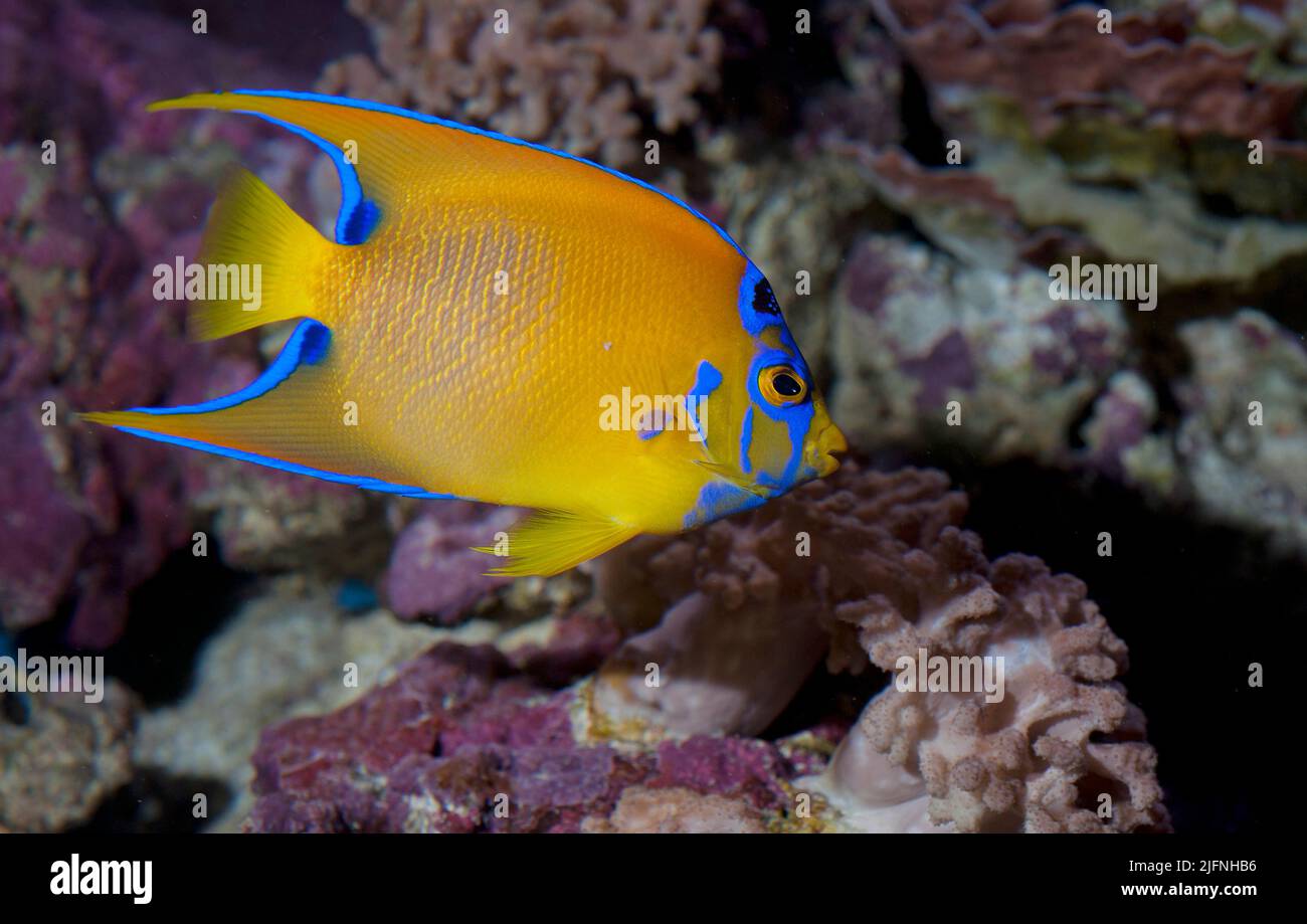 Queen angelfishes hi-res stock photography and images - Alamy