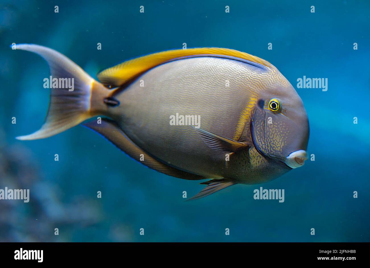 Black Spot Tang