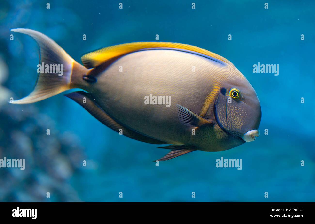 Black-Spot Surgeonfish, Acanthurus bariene Stock Photo - Alamy
