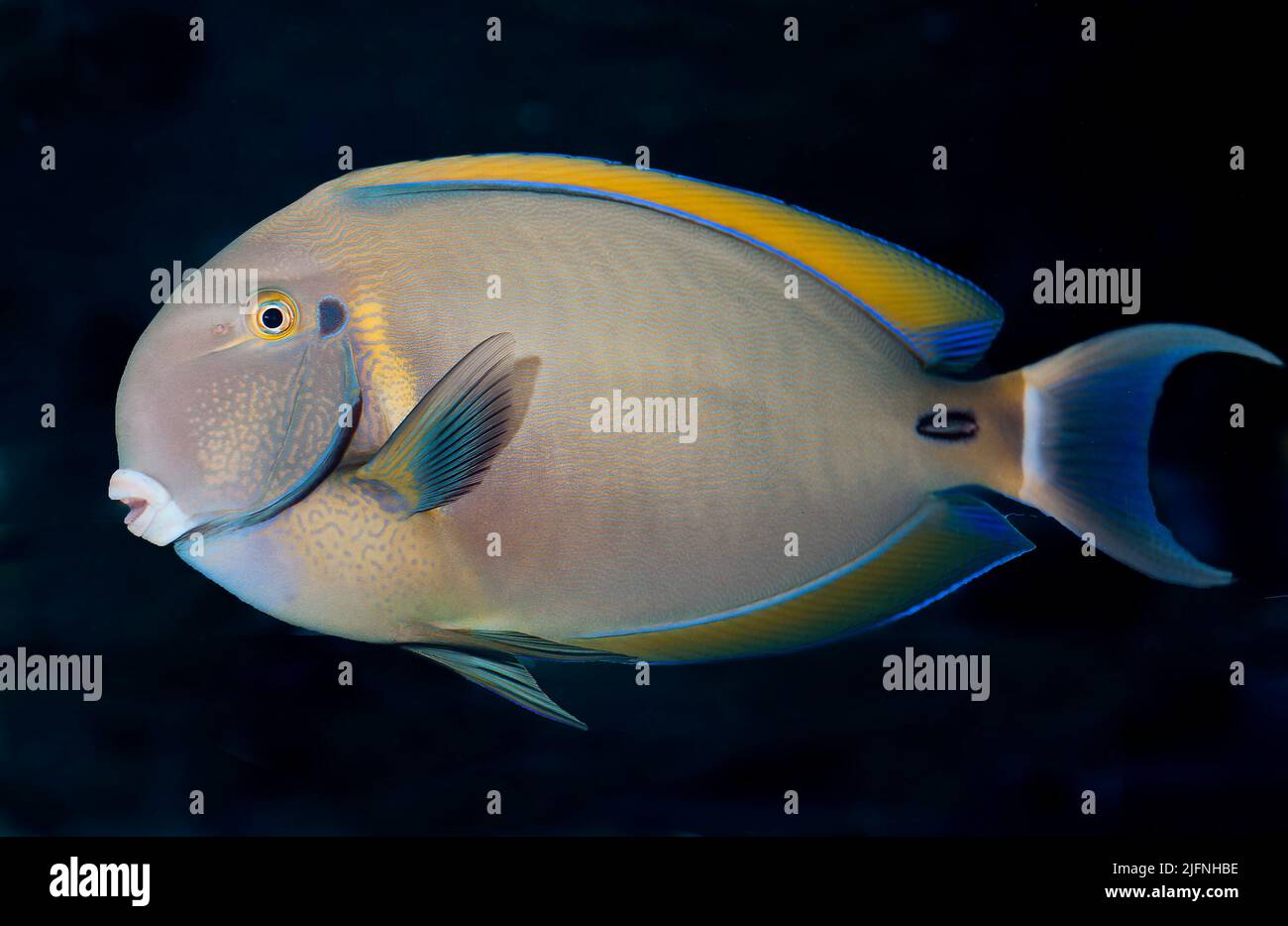 Black Spot Tang