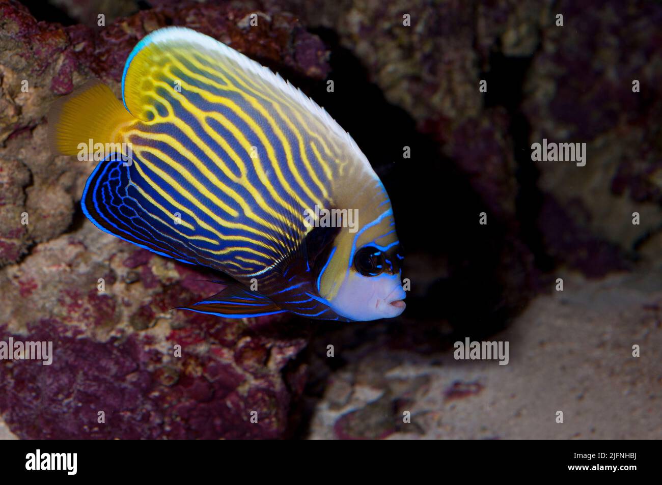 Emperor Angelfish, Pomacanthus imperator Stock Photo - Alamy