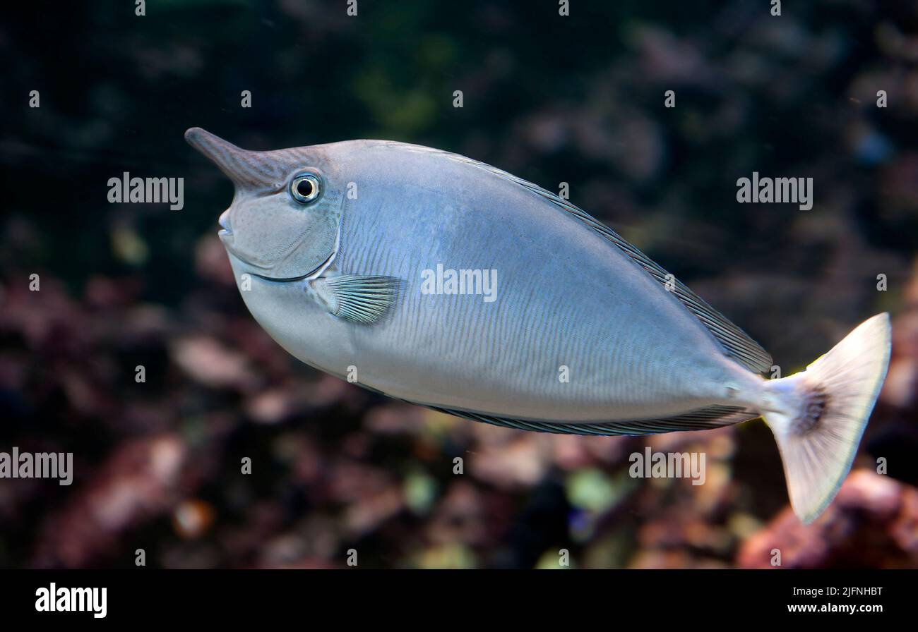 Short-nose unicornfish, Naso unicornis Stock Photo - Alamy