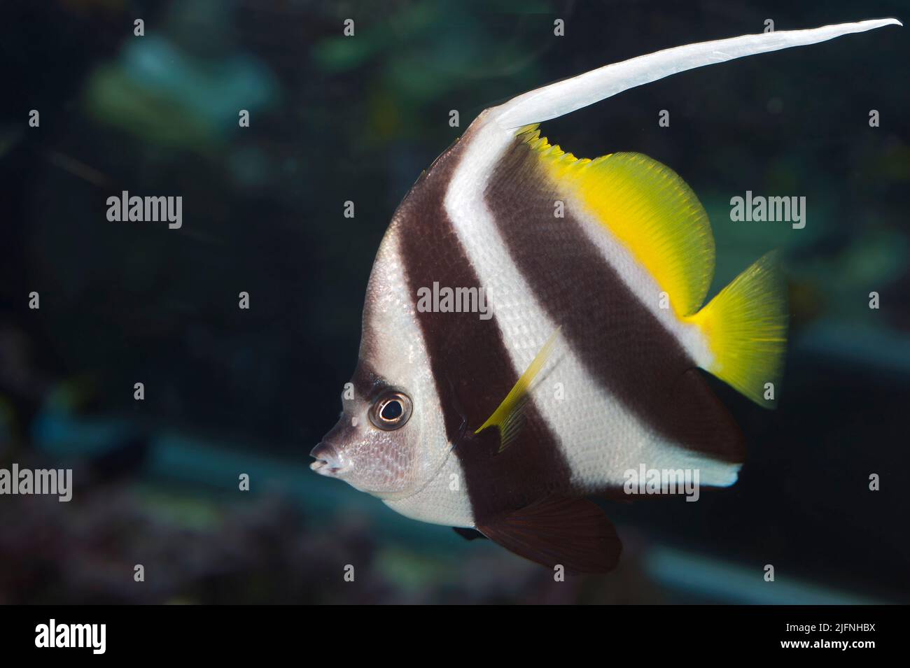 Longfin Bannerfish, Heniochus acuminatus Stock Photo - Alamy