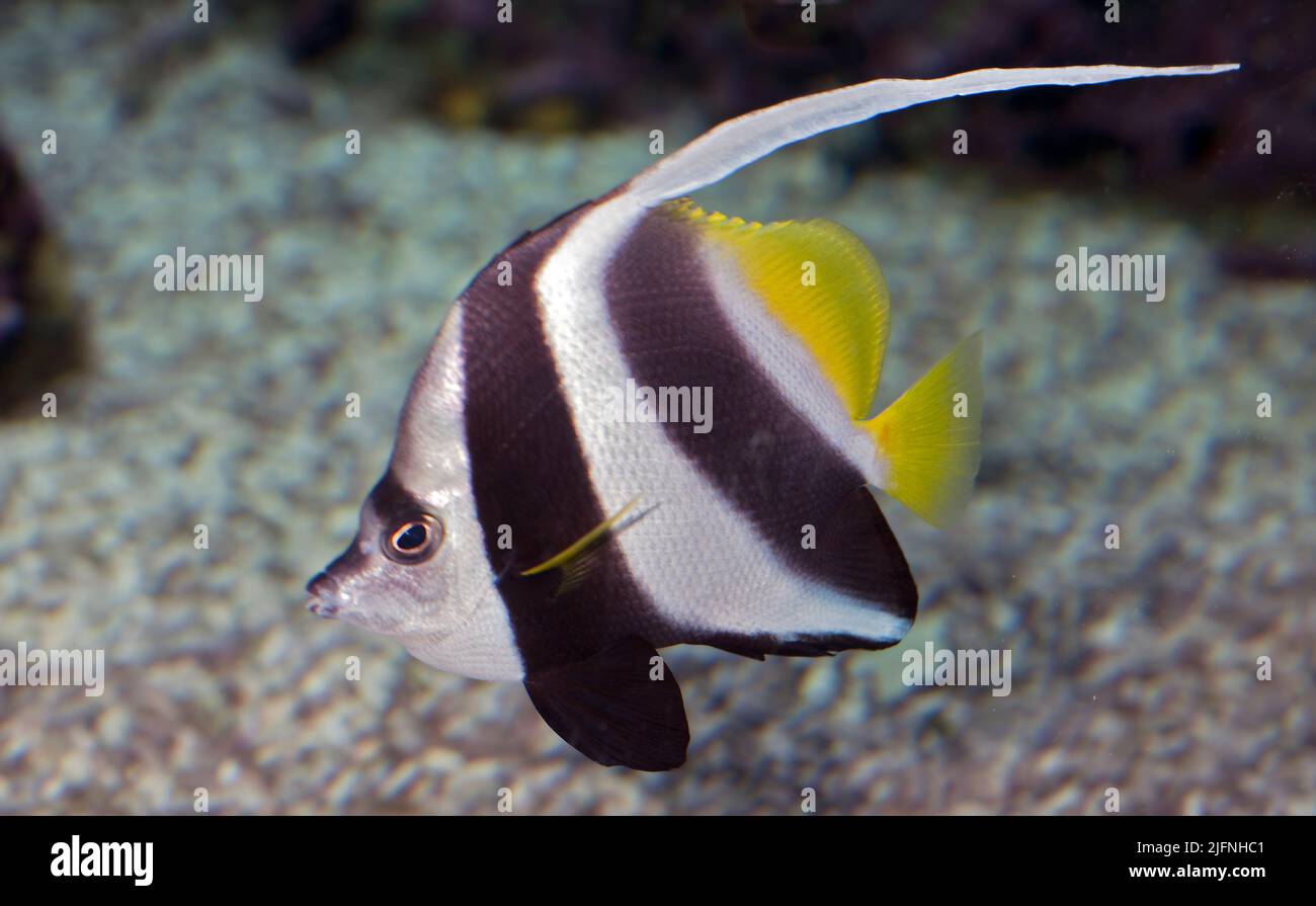 Longfin Bannerfish, Heniochus acuminatus. Do note the parasite at the ...
