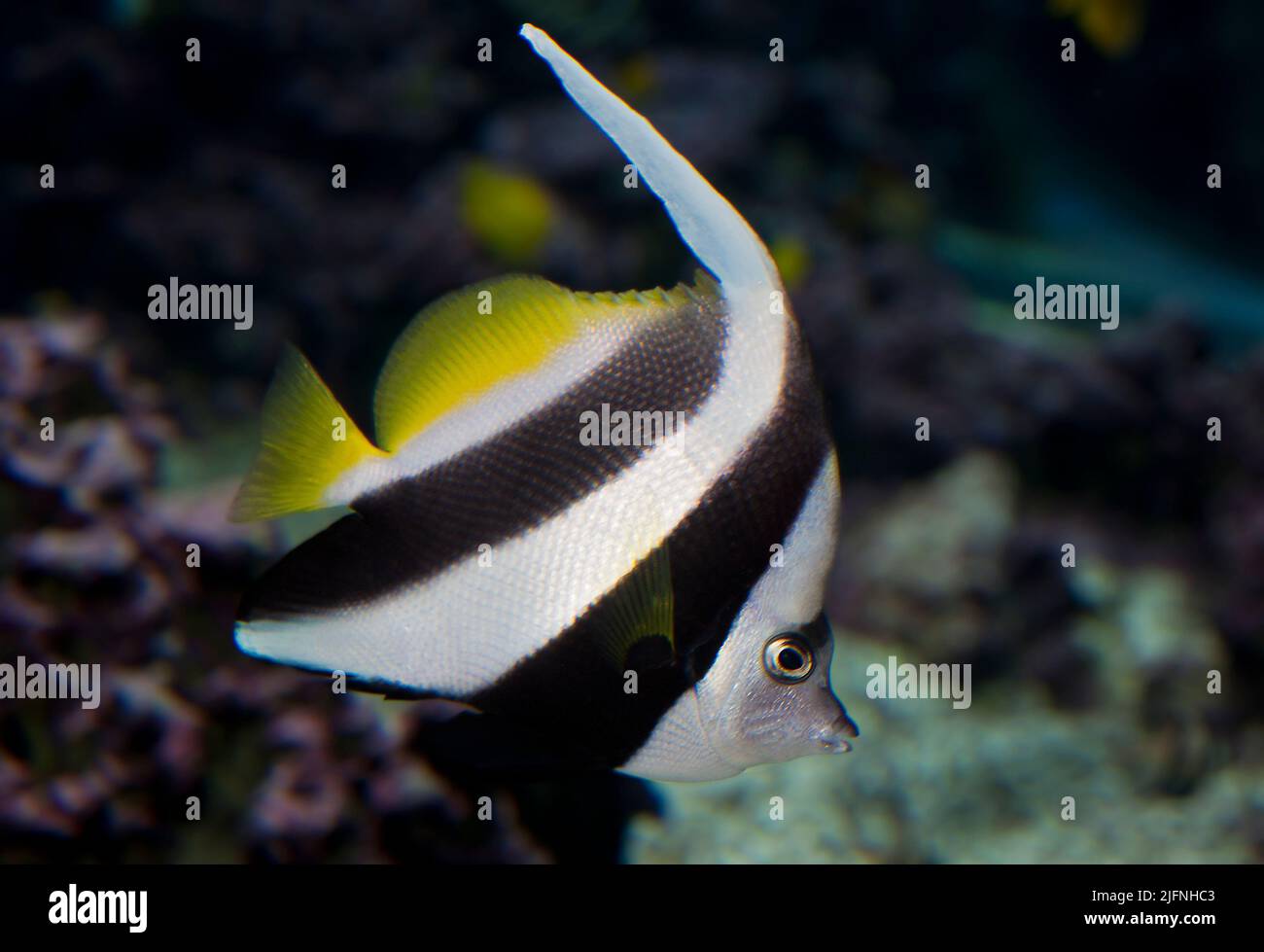 Longfin Bannerfish, Heniochus acuminatus Stock Photo - Alamy