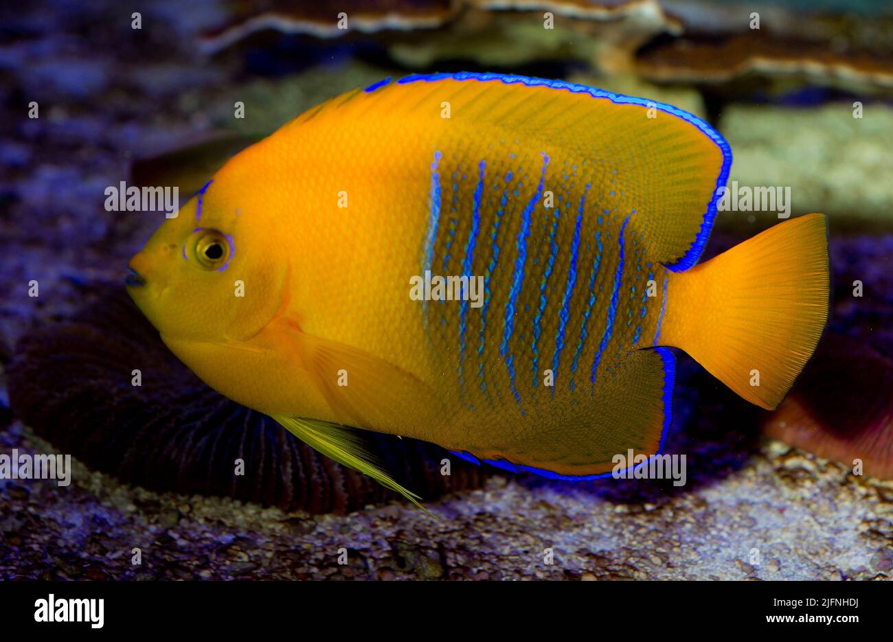 Clarion angelfish (Holacanthus clarionensis Stock Photo - Alamy