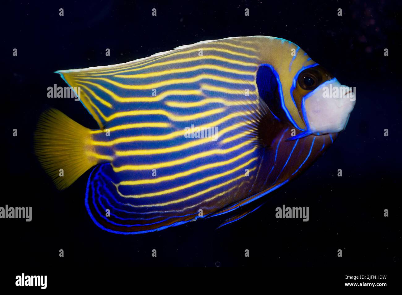 Emperor angelfish (Pomacanthus imperator Stock Photo - Alamy