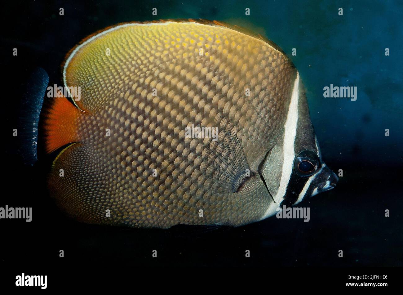 Red-tailed butterflyfish (Chaetodon collare Stock Photo - Alamy