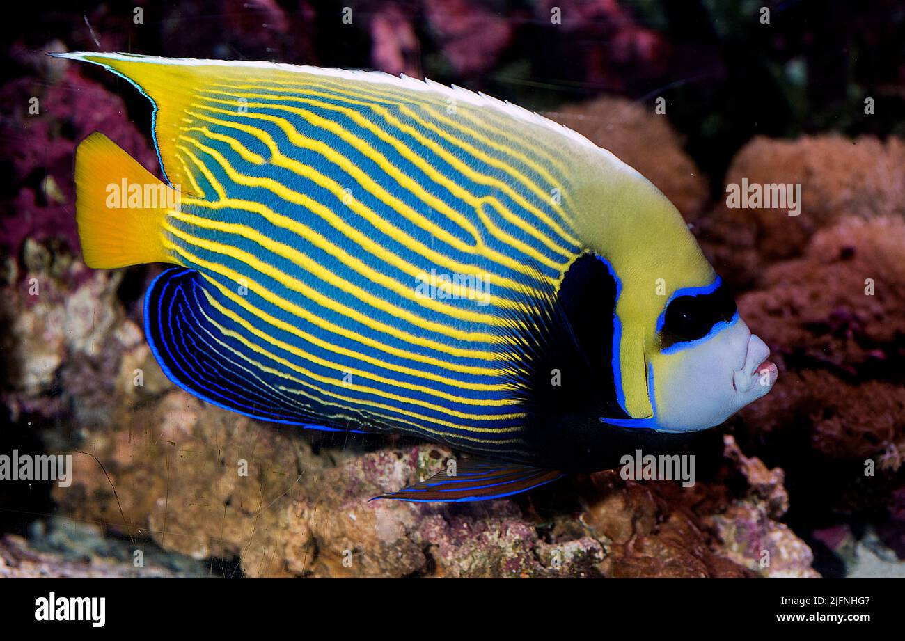 Emperor Angelfish, Pomacanthus imperator Stock Photo - Alamy