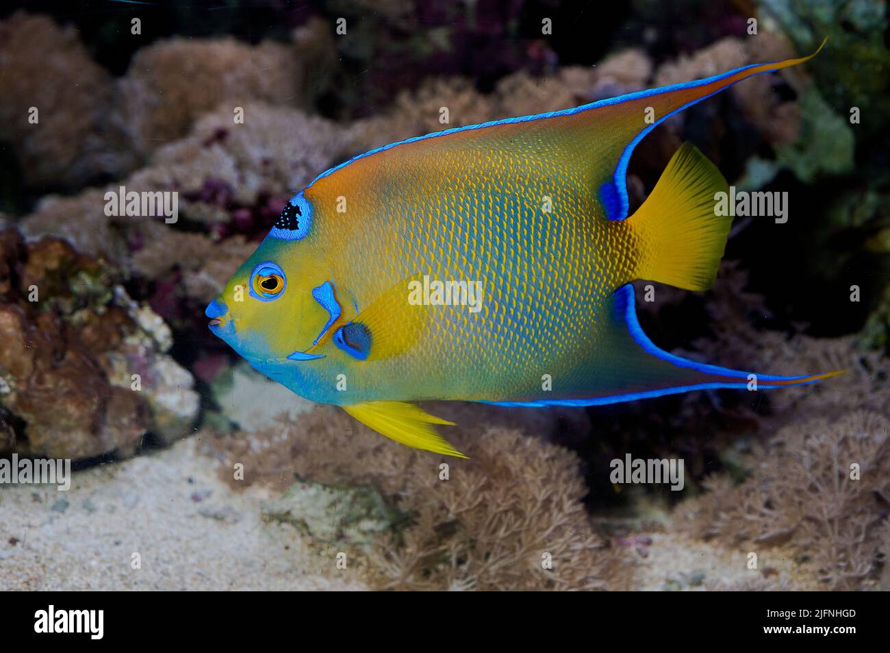Queen Angelfish, Holacanthus ciliaris Stock Photo - Alamy