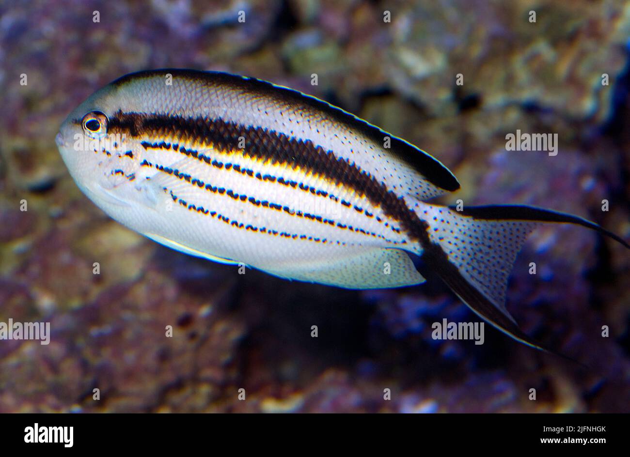 Blackstriped Angelfish (Genicanthus lamarck Stock Photo - Alamy