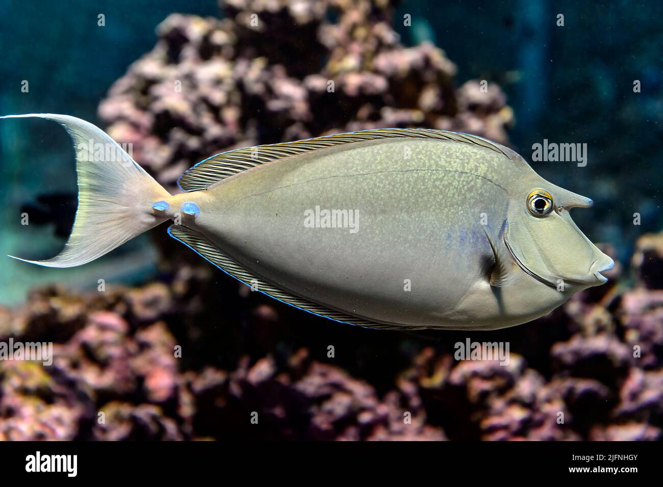 Bluespine surgeonfish hi-res stock photography and images - Alamy