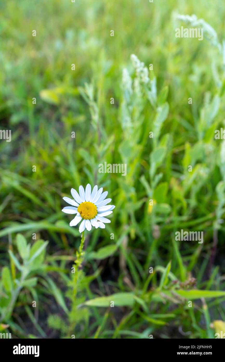 A vertical shot of a white daisy flower on a field in a blurred ...