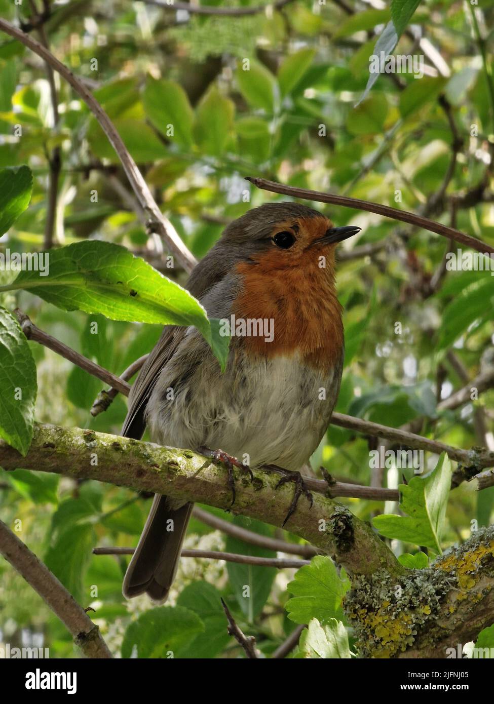 A vertical shot of a cute European Robin sitting on a branch of a tree ...