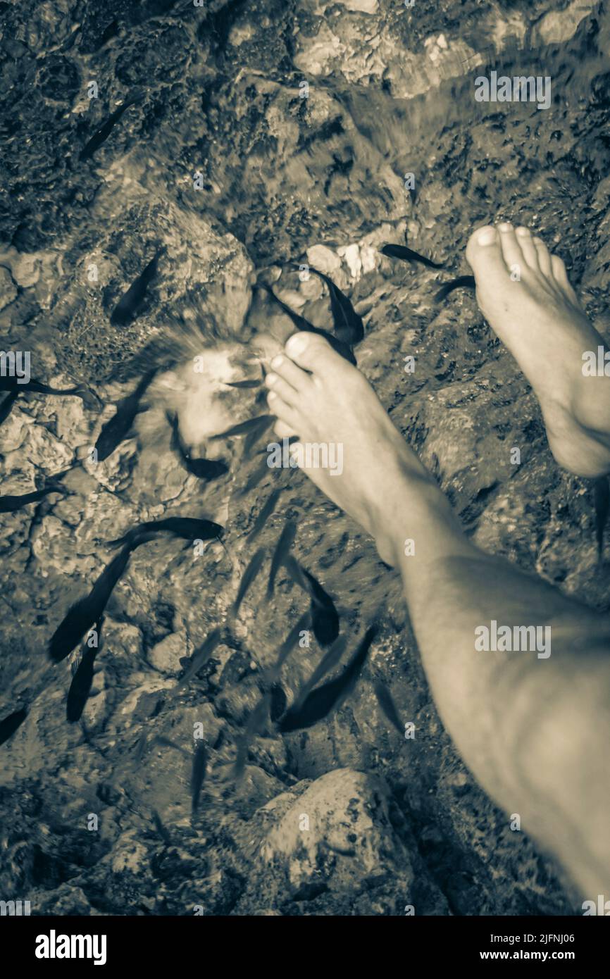 Old black and white picture of Fish spa pedicure fish bite feet in the ...
