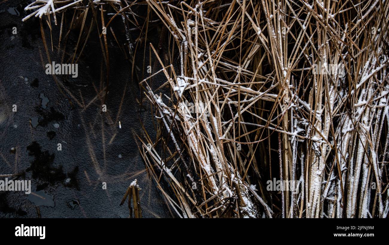 High dry reed in hi-res stock photography and images - Alamy